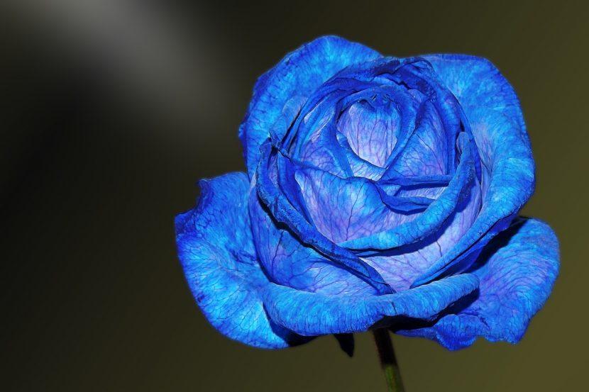 Cómo plantar Rosas Azules en el jardín - Tendenzias.com