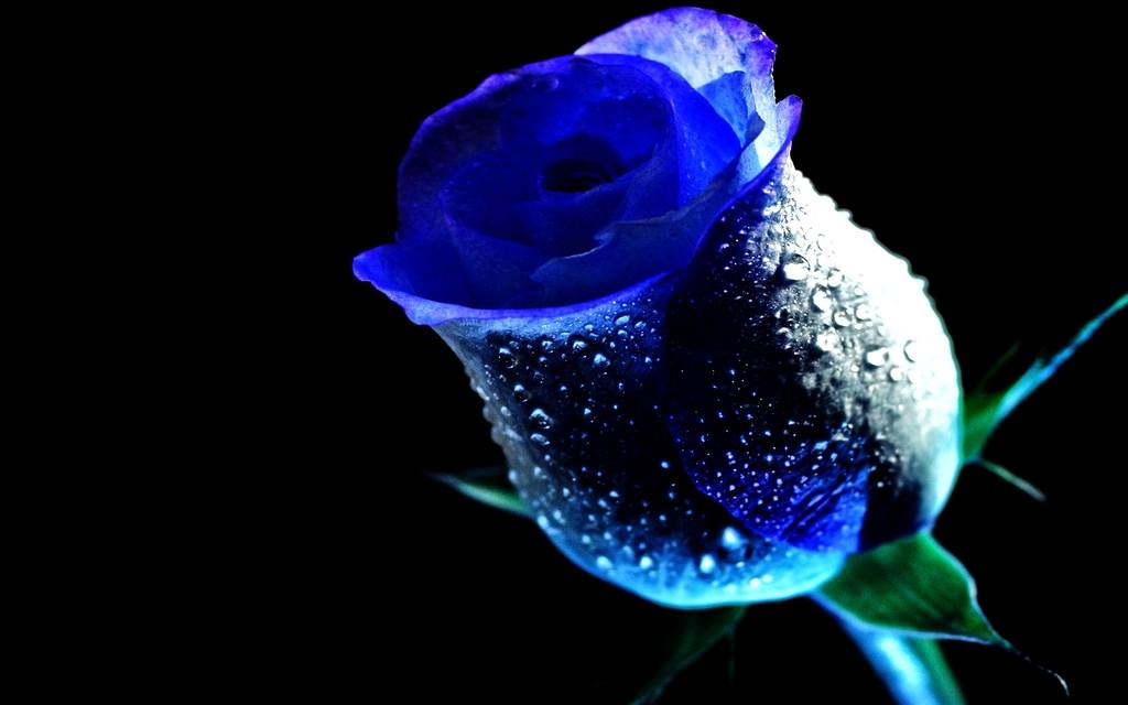 Cómo plantar Rosas Azules en el jardín - Tendenzias.com