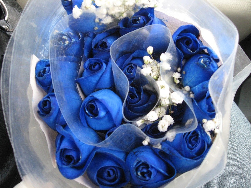Cómo plantar Rosas Azules en el jardín - Tendenzias.com